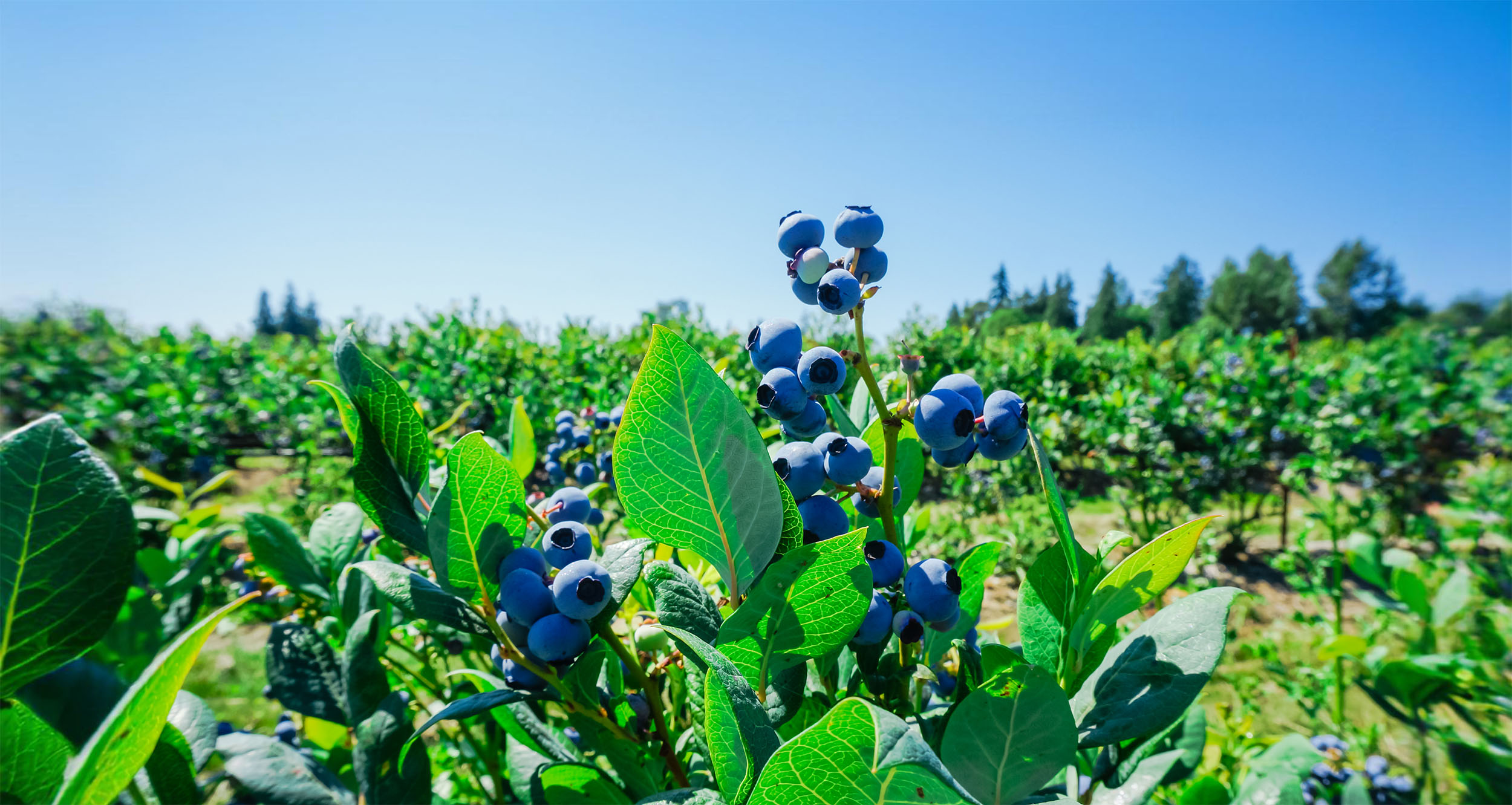 Blueberry Picking in London Ontario - Kustermans