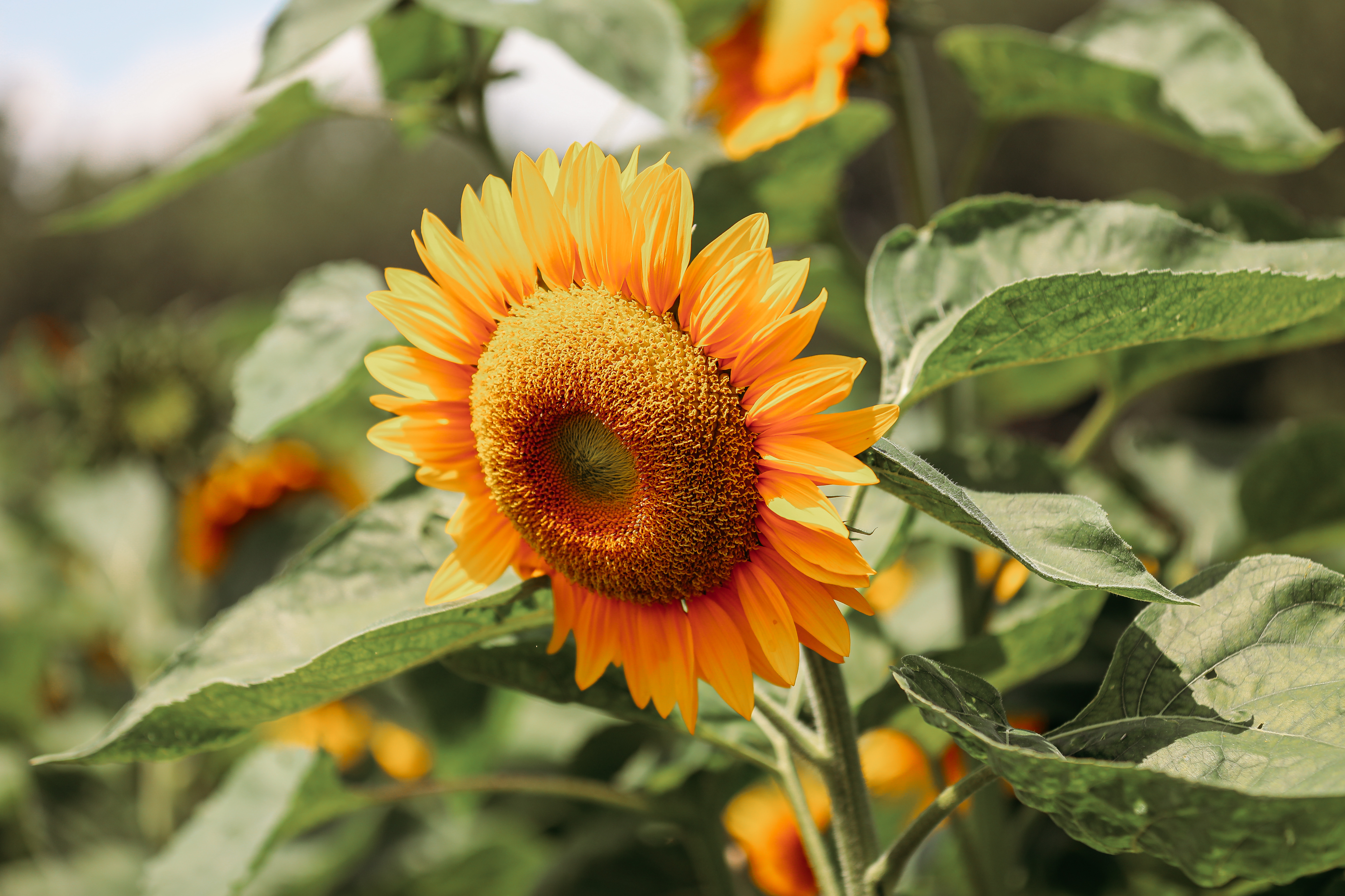 Sunflower Picking in London Ontario - Kustermans