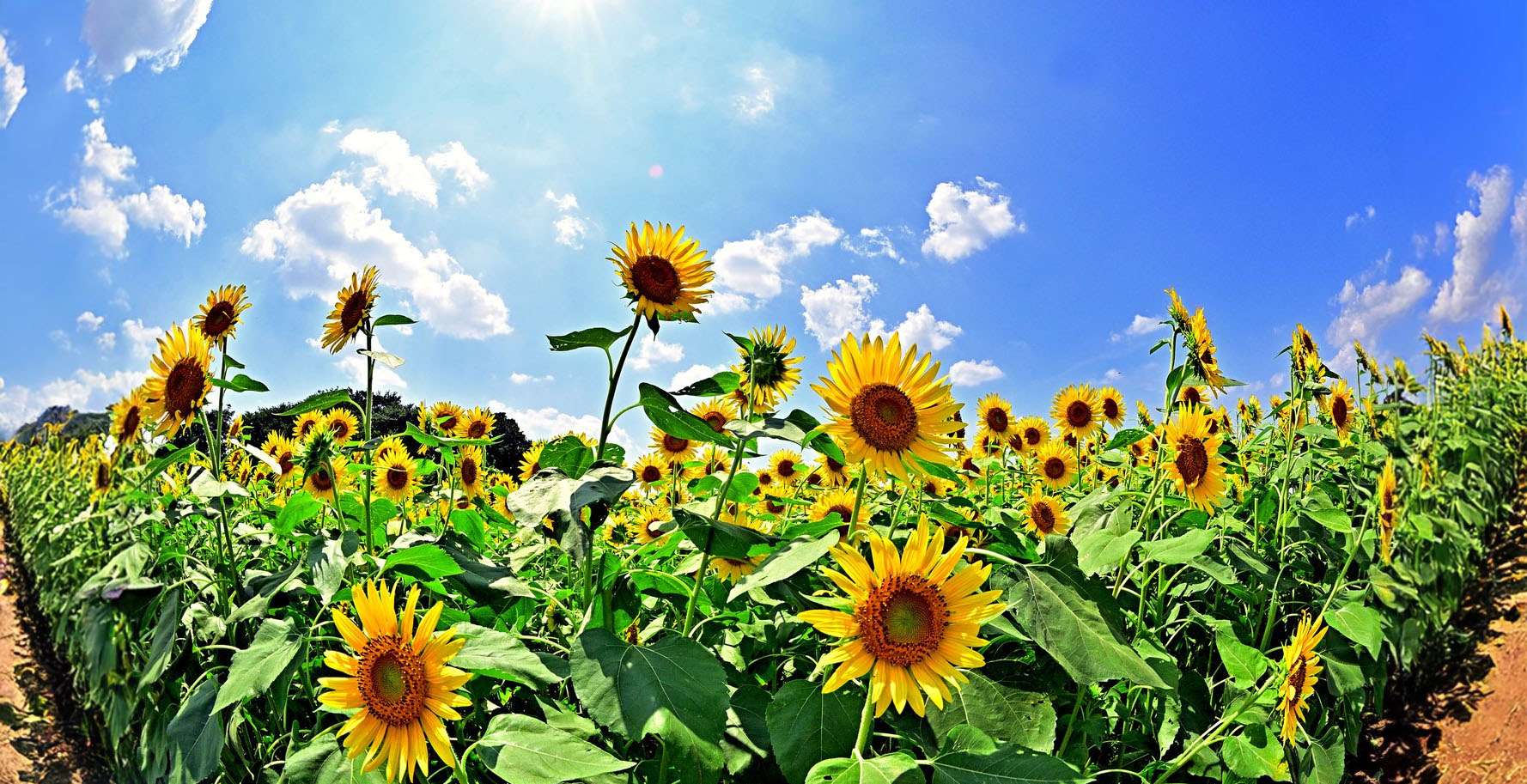 Sunflower Festival in London Ontario - Kustermans